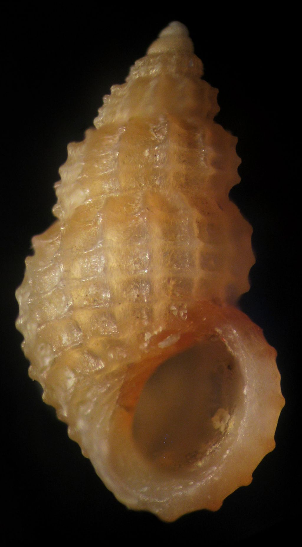 alvania hispidula vs beani , Natura Mediterraneo | Forum Naturalistico